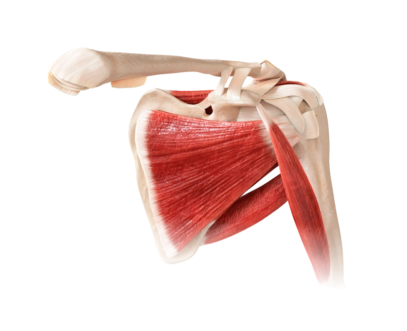 Musculoskeletal System Videos, Images & 3D Animations | Voka Shop