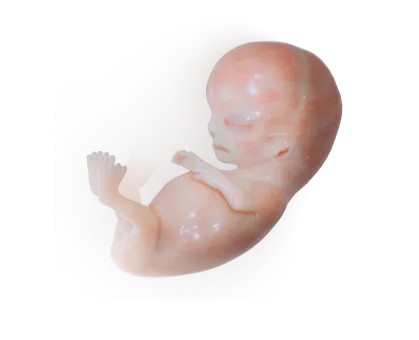 Embryology Videos, Images & 3D Animations | Voka Shop